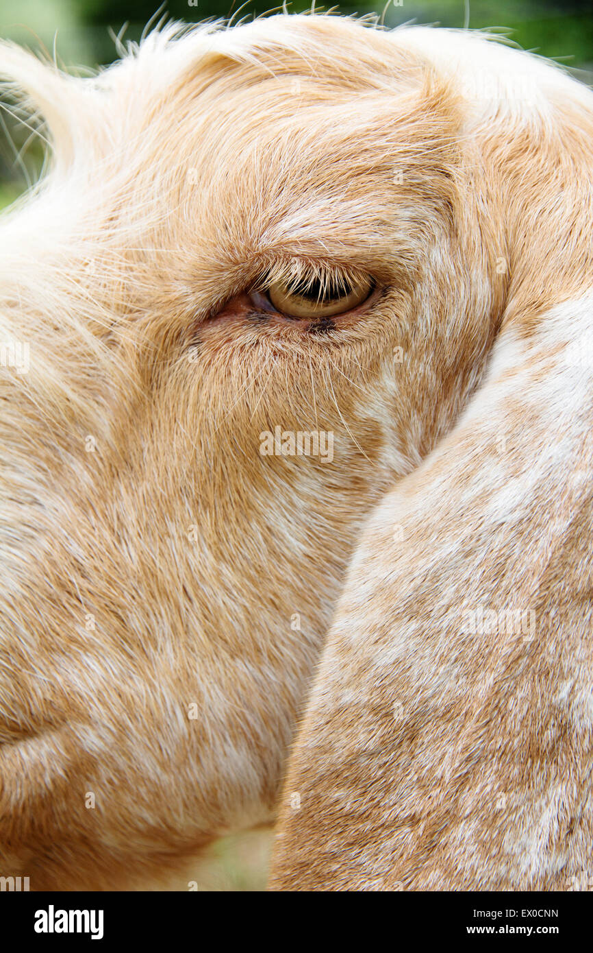 close up image of goat face Stock Photo - Alamy