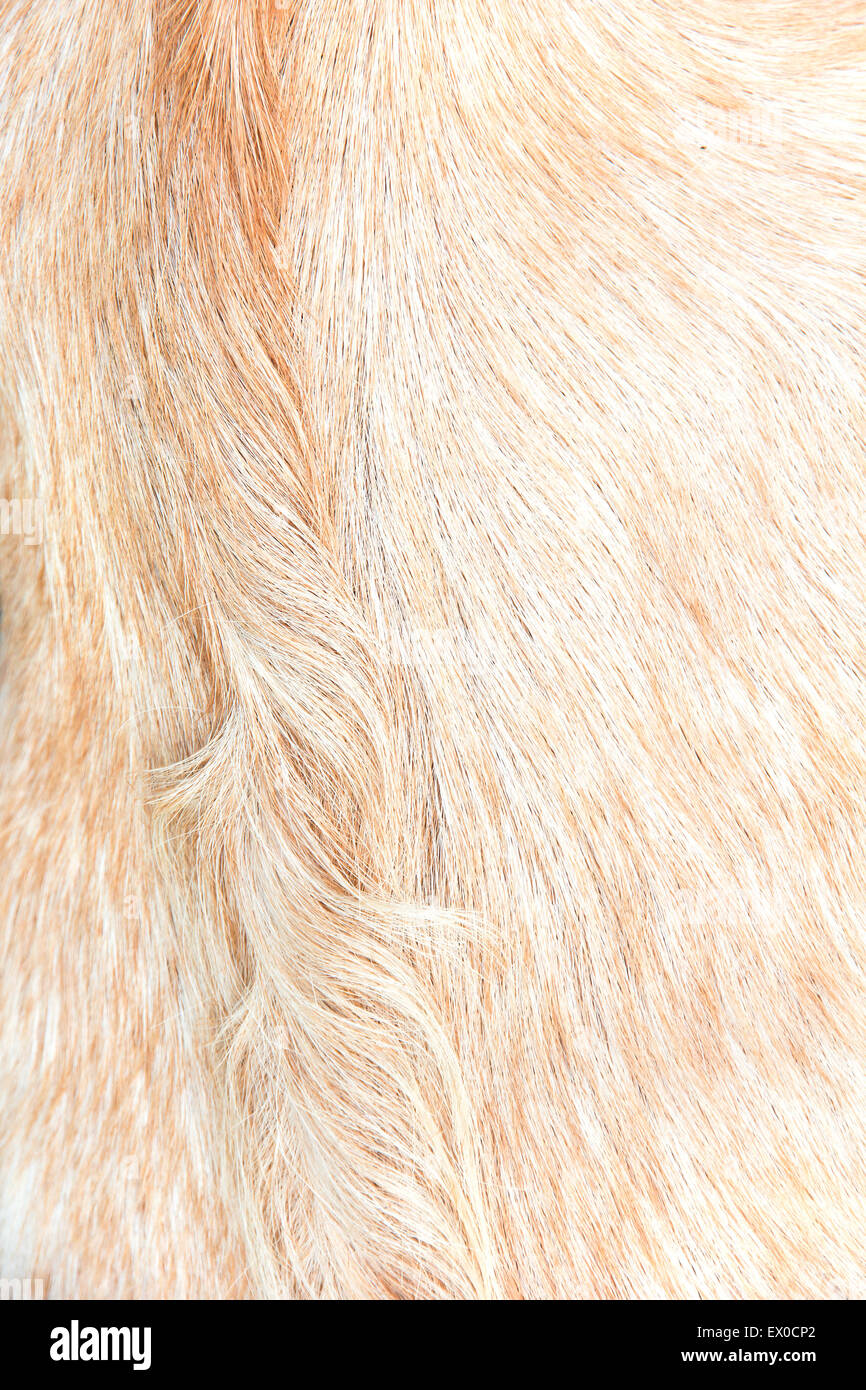 Goat hair material hi-res stock photography and images - Alamy