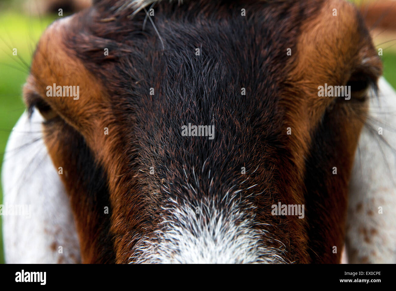 Goat face close up Stock Photo - Alamy