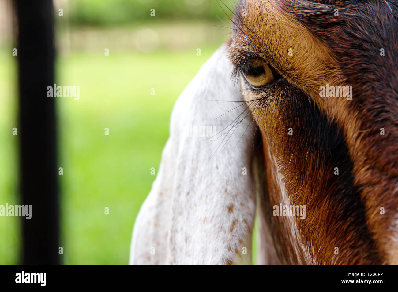 close up image of goat eye Stock Photo - Alamy