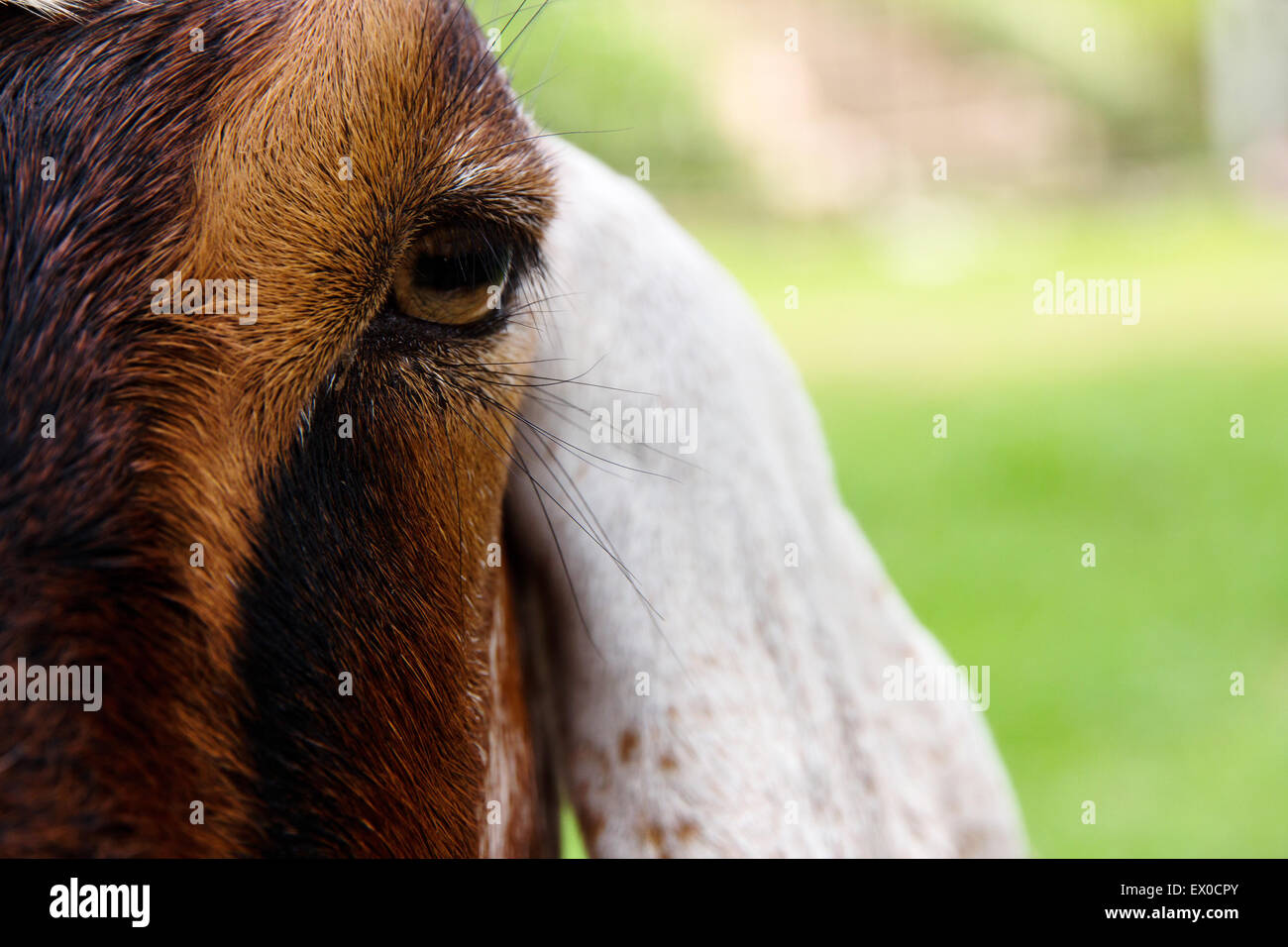 close up image of goat eye Stock Photo - Alamy