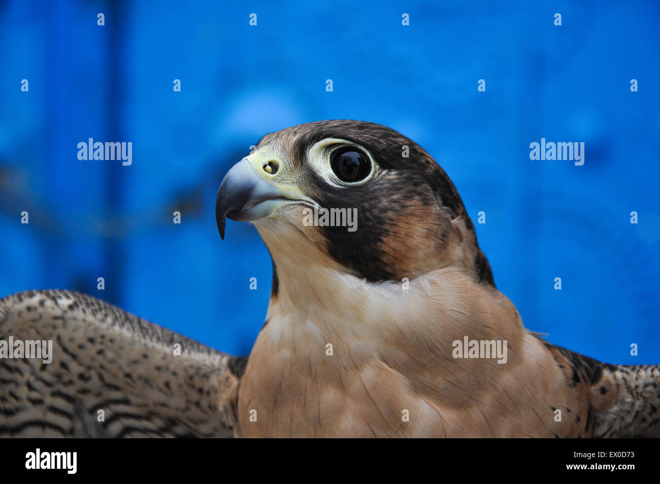 Night hawks hi-res stock photography and images - Alamy