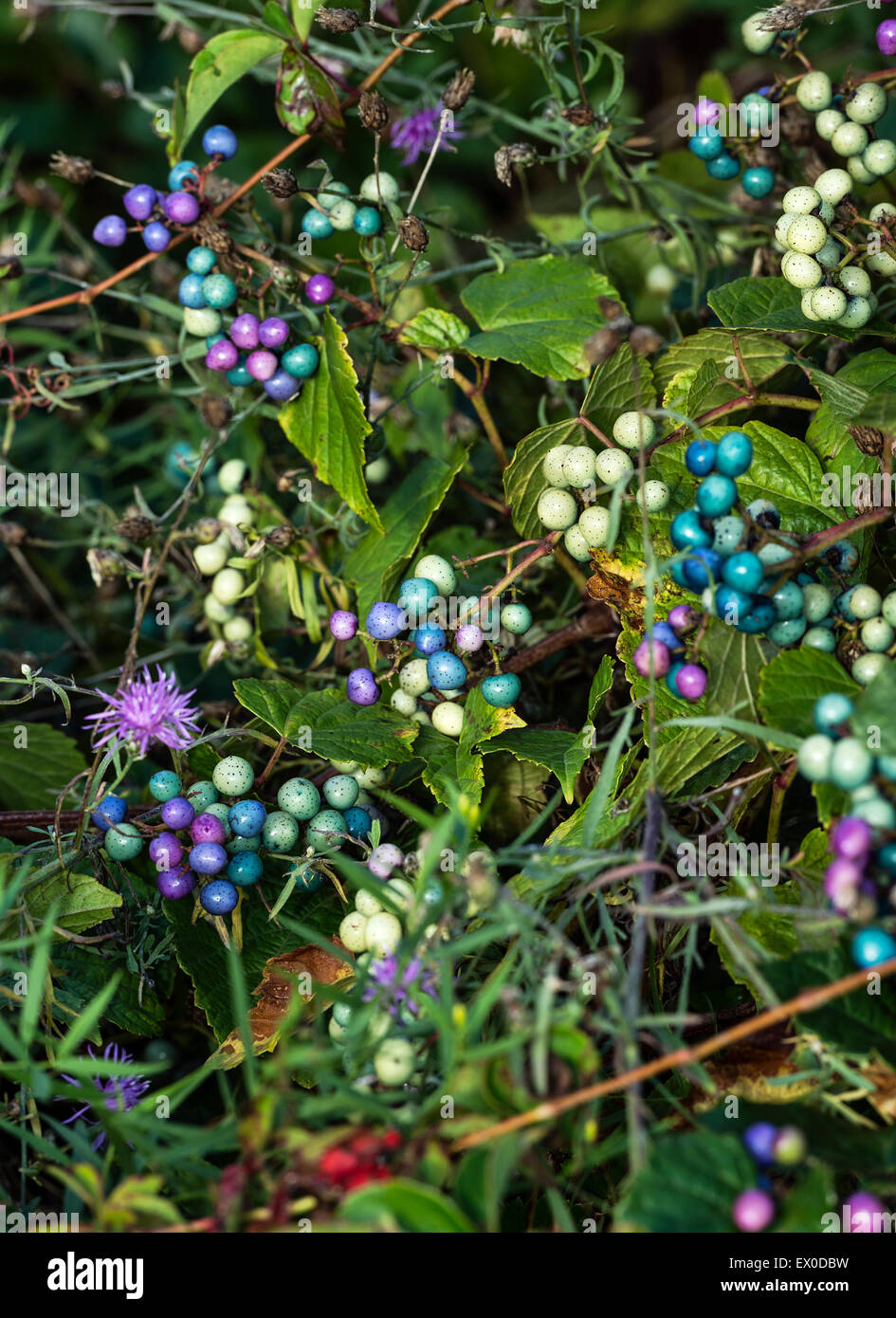 Colofrful wild Porcelain-berries, Ampelopsis brevipedunculata ...