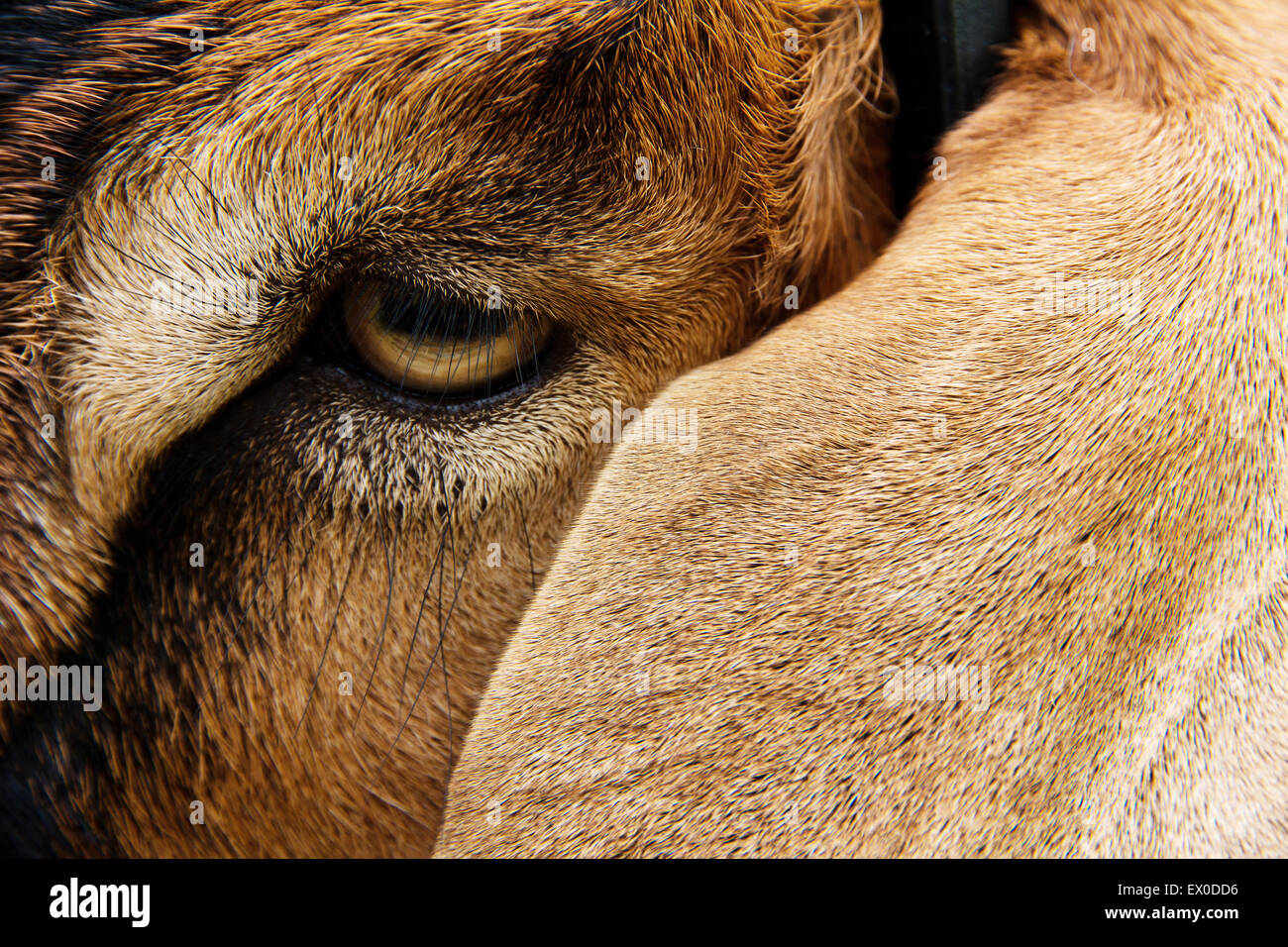 close up image of goat face Stock Photo - Alamy