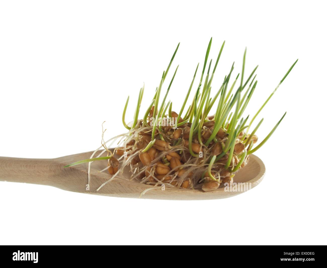 growing cereal on wooden spoon on white background Stock Photo - Alamy