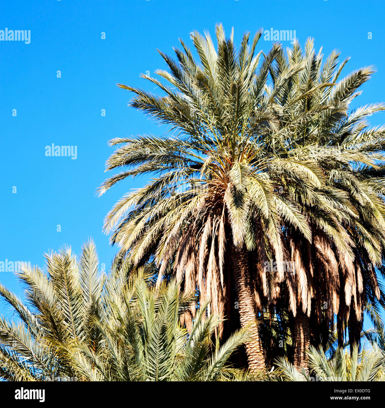 tropical palm in morocco africa alone and the sky Stock Photo - Alamy