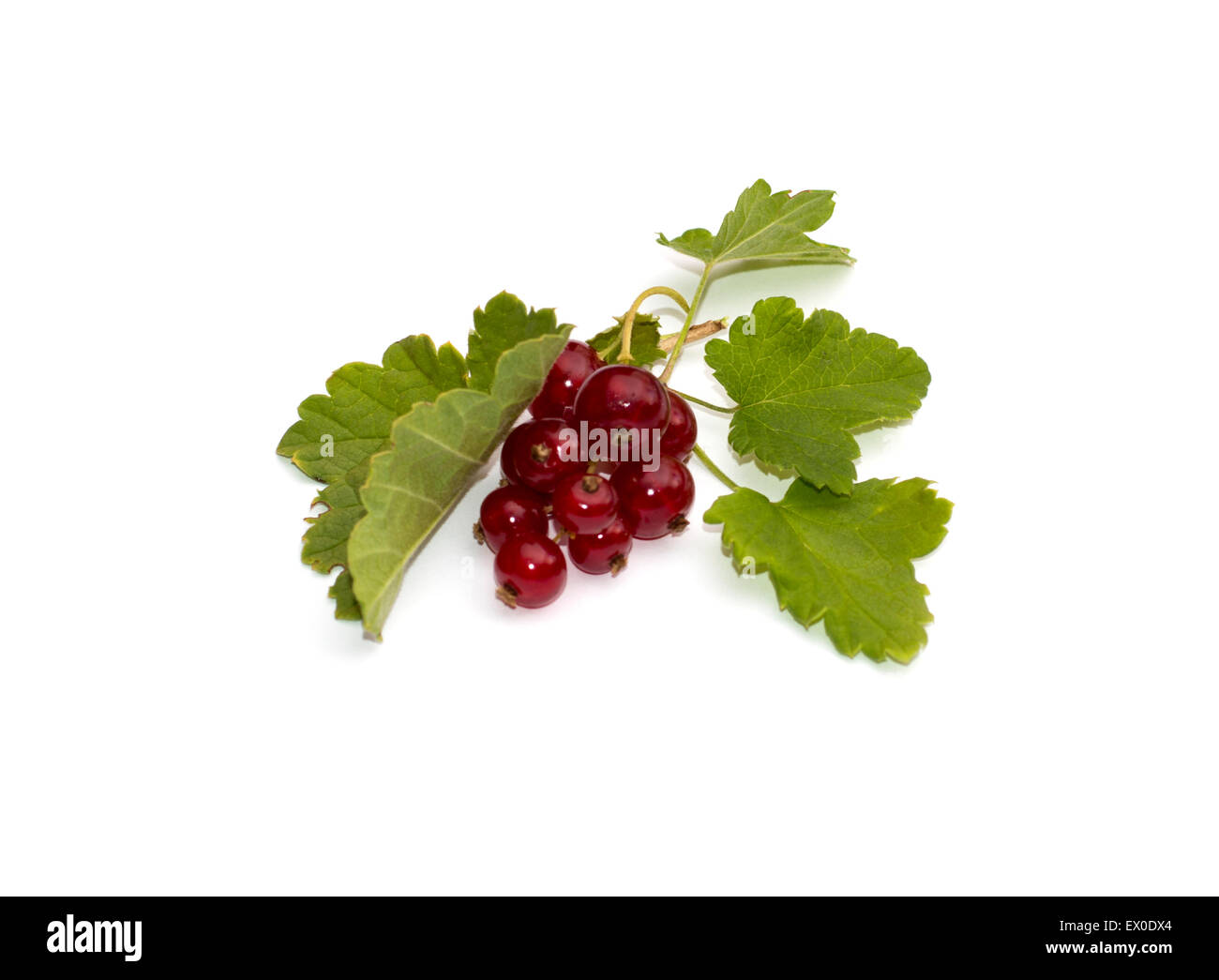 currant branch with leaves Stock Photo - Alamy