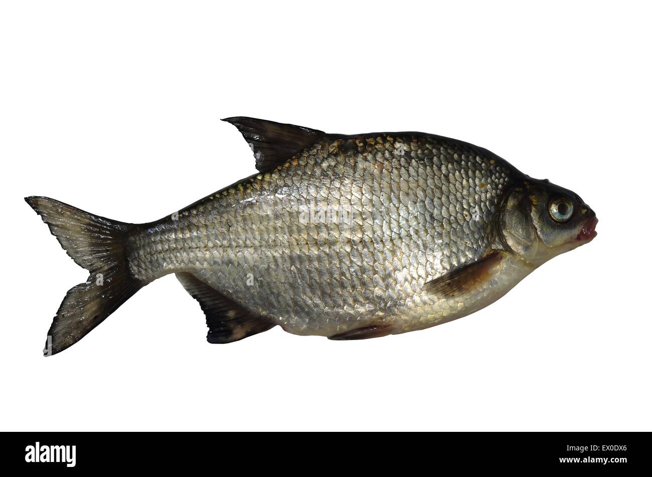 large fresh bream on white background Stock Photo - Alamy