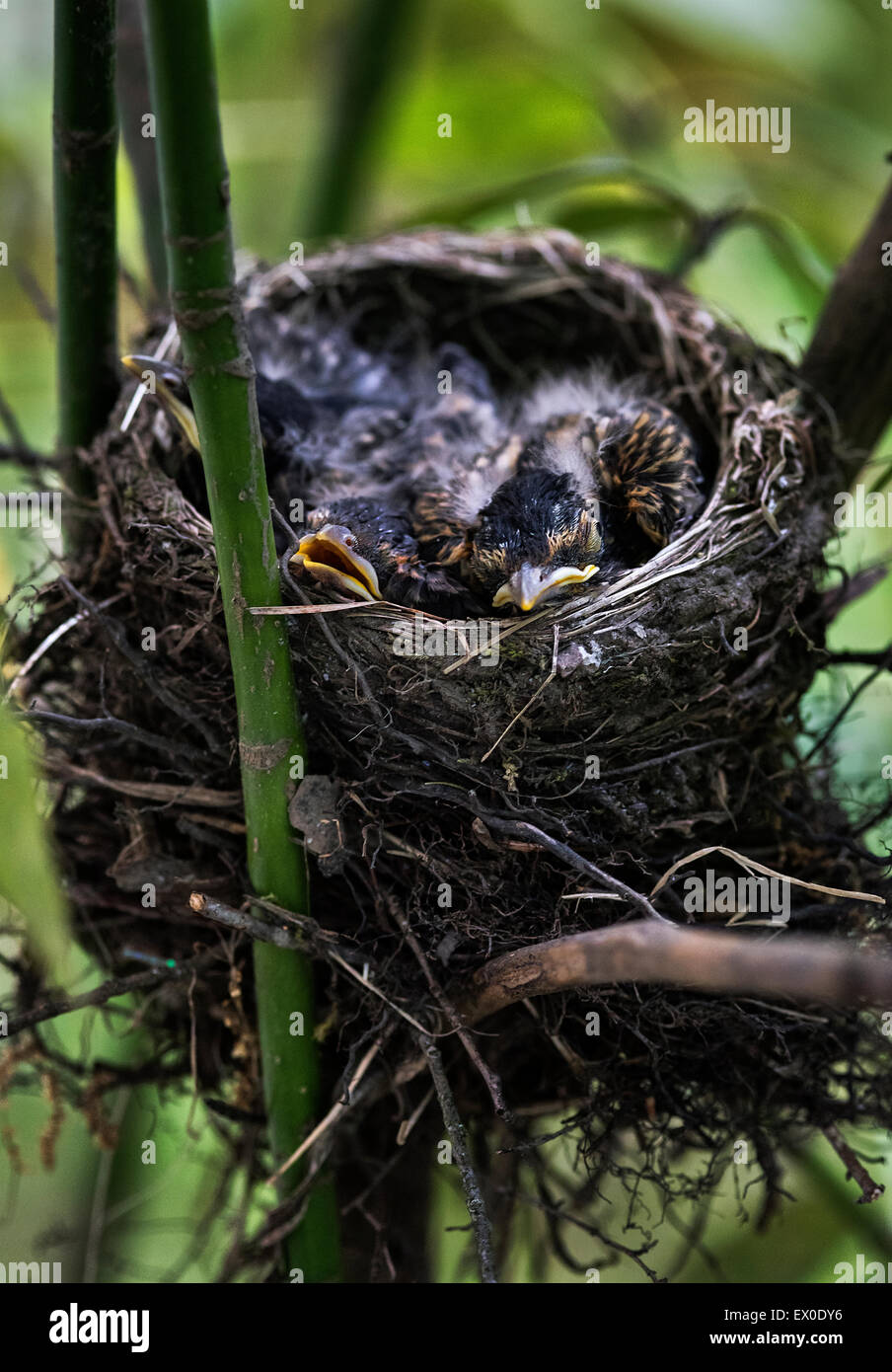 American robin nest hi-res stock photography and images - Alamy