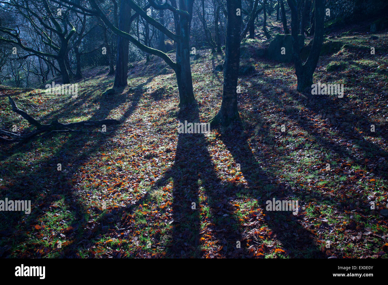 Wooded glade uk hi-res stock photography and images - Alamy