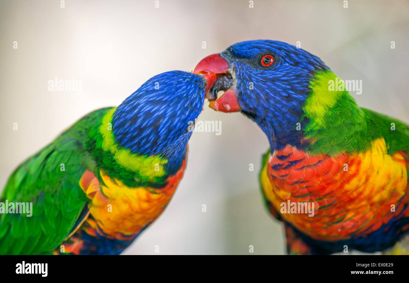 Two rainbow lorikeets (Trichoglossus haematodus Moluccanus) exchanging ...