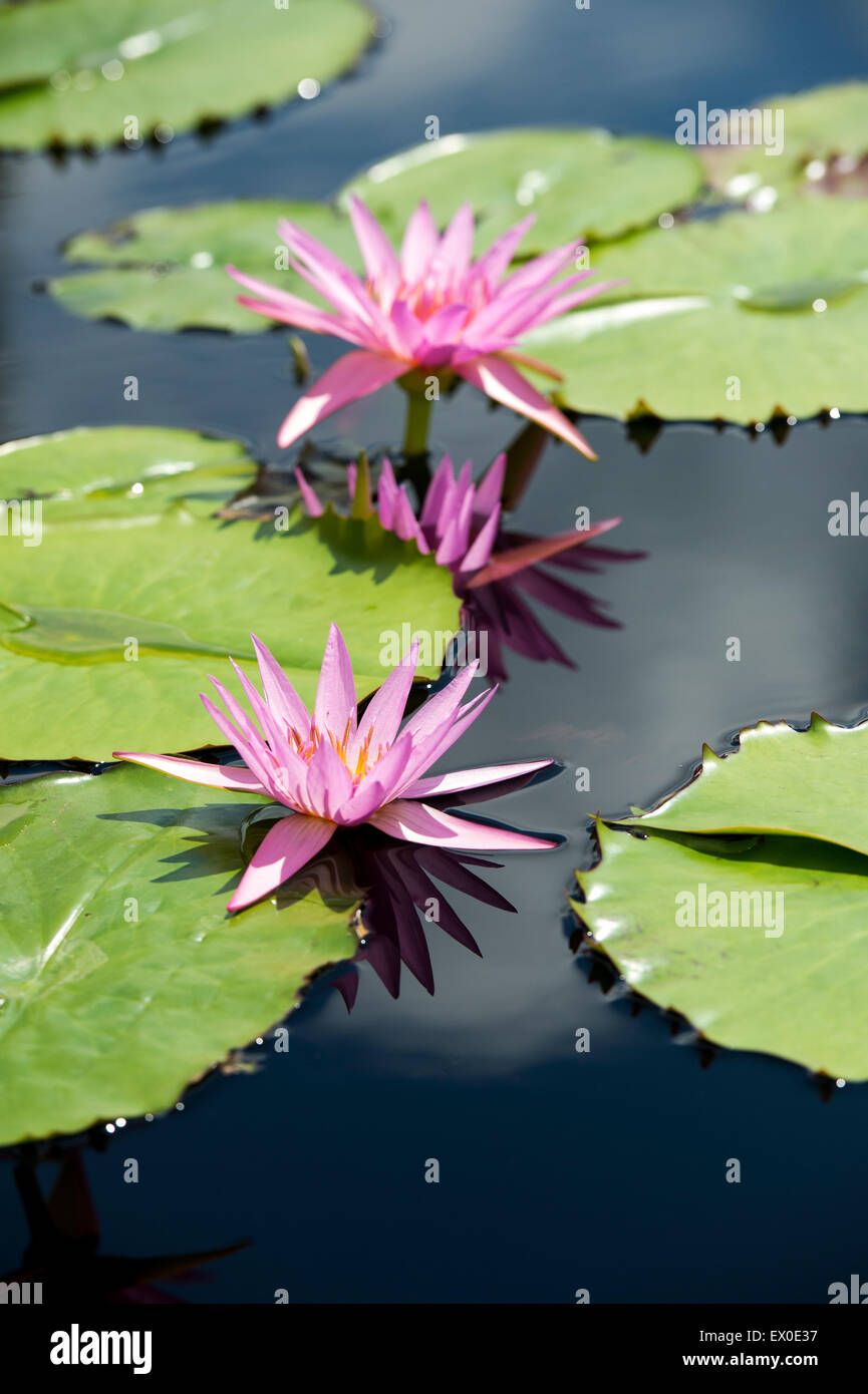 Nymphaea pubescens. Pink Water Lilies Stock Photo - Alamy