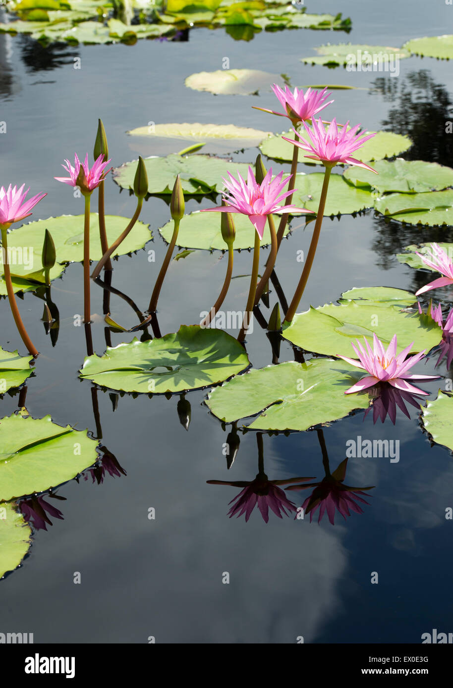Nymphaea pubescens. Pink Water Lilies Stock Photo - Alamy