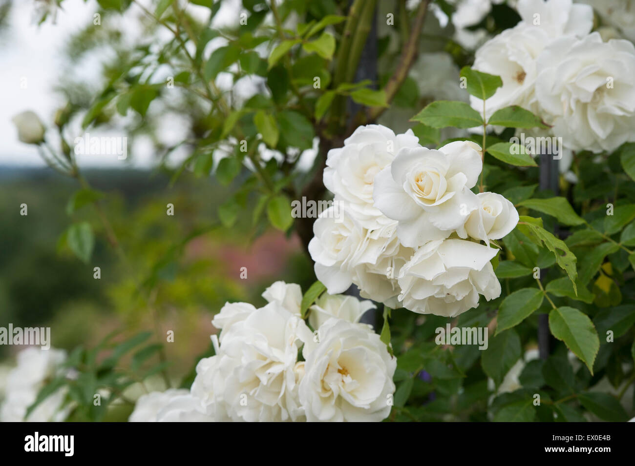 Rosa climbing iceberg. Bare Root Rose Stock Photo - Alamy