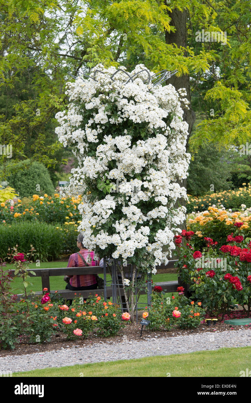 Rosa seagull. Bare Root Rose at RHS Wisley Gardens, Surrey, England ...