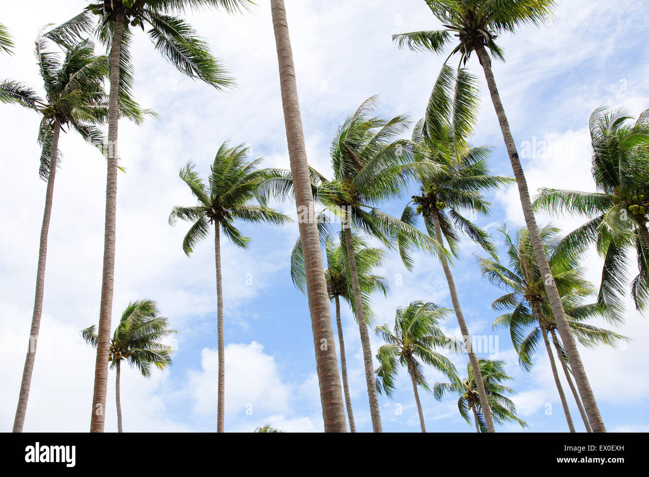 Group of coconut palm trees Stock Photo - Alamy