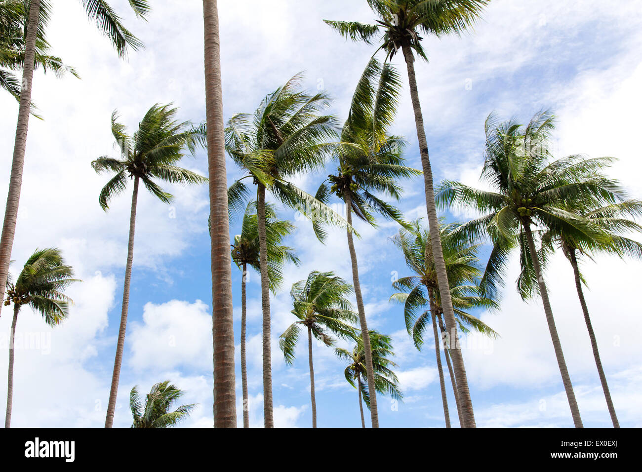 Group of coconut palm trees Stock Photo - Alamy