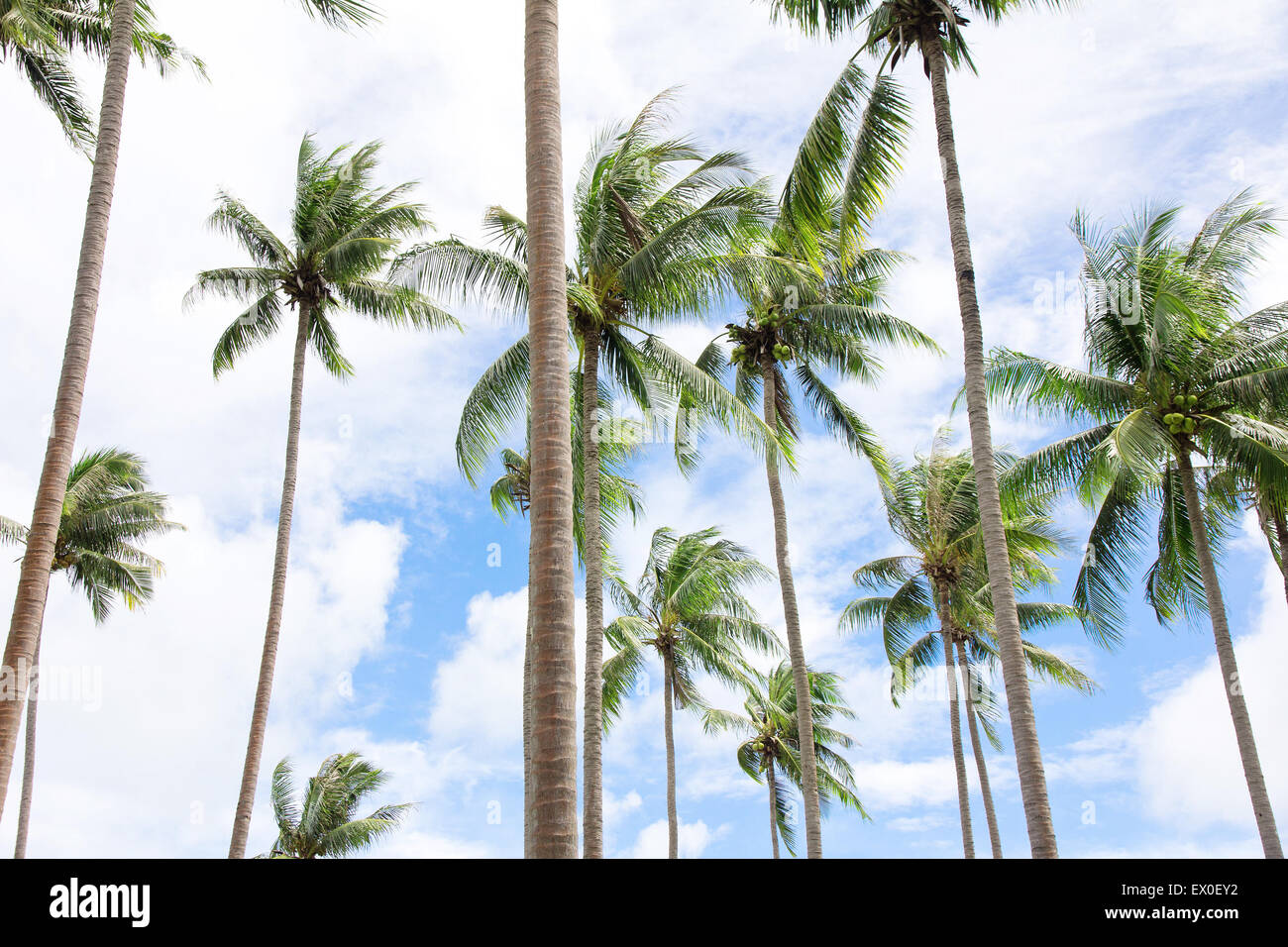 Group of coconut palm trees Stock Photo - Alamy