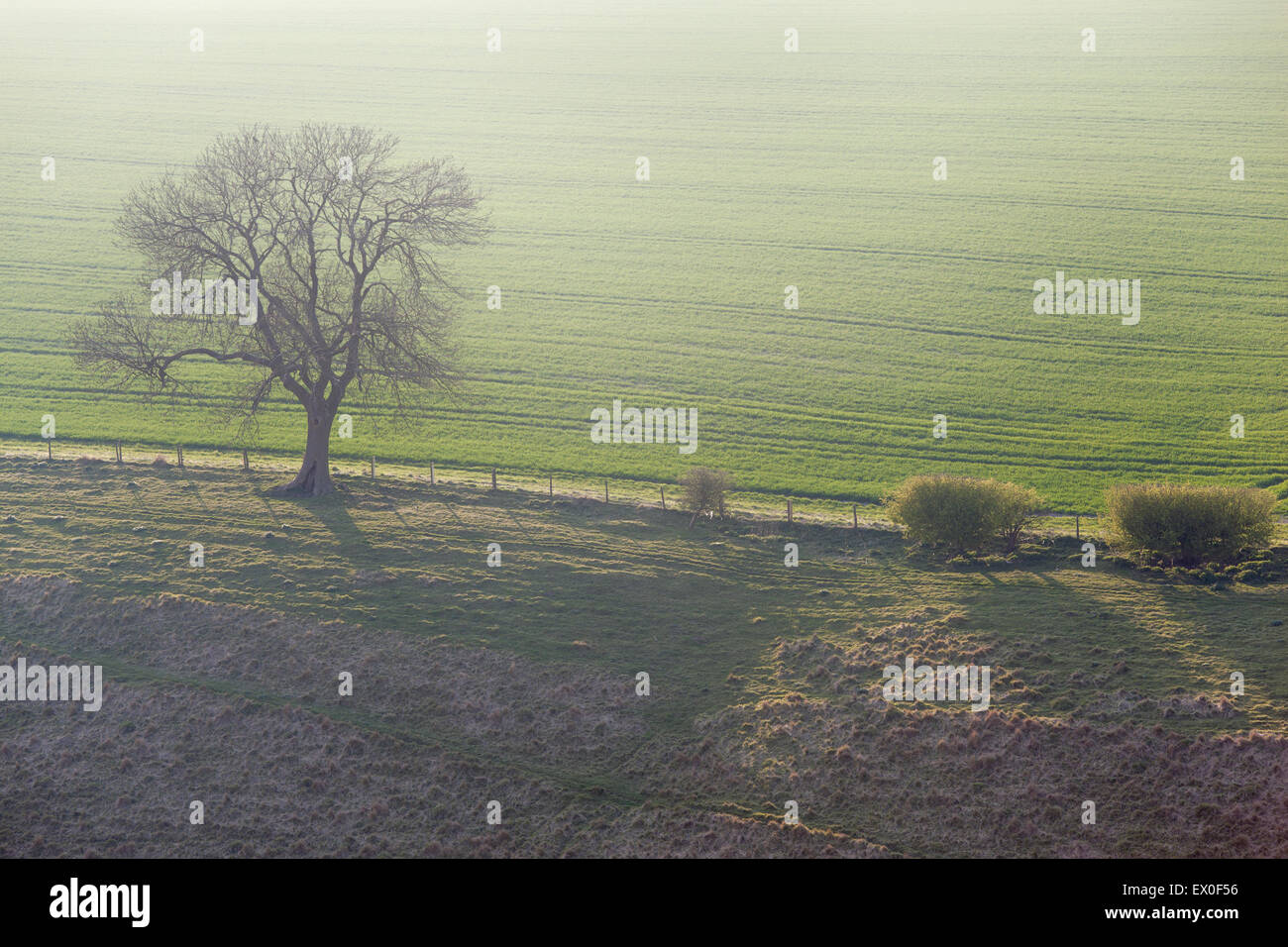 Ash tree at Horse Dale close to the village of Huggate in the Yorkshire ...
