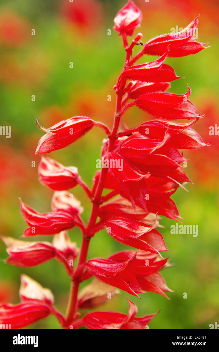 close up of red snapdragon flower Stock Photo - Alamy