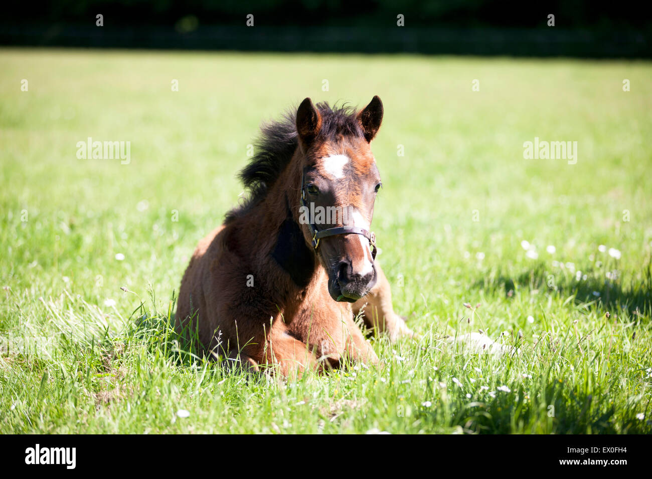 Sitting foal hi-res stock photography and images - Alamy