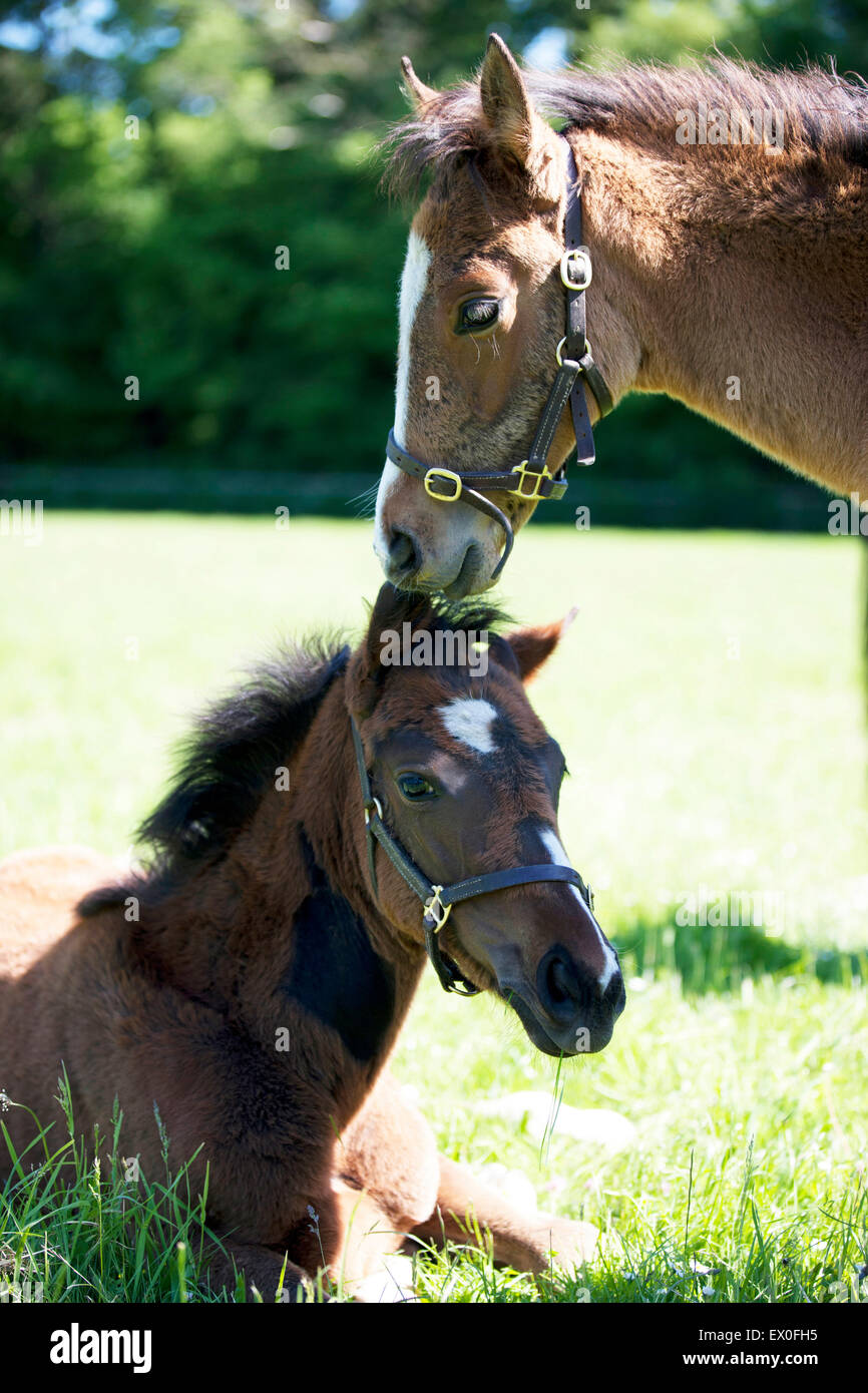 Young horse foal sitting in hi-res stock photography and images - Alamy