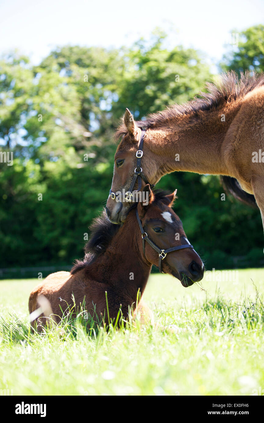Young horse foal sitting in hi-res stock photography and images - Alamy