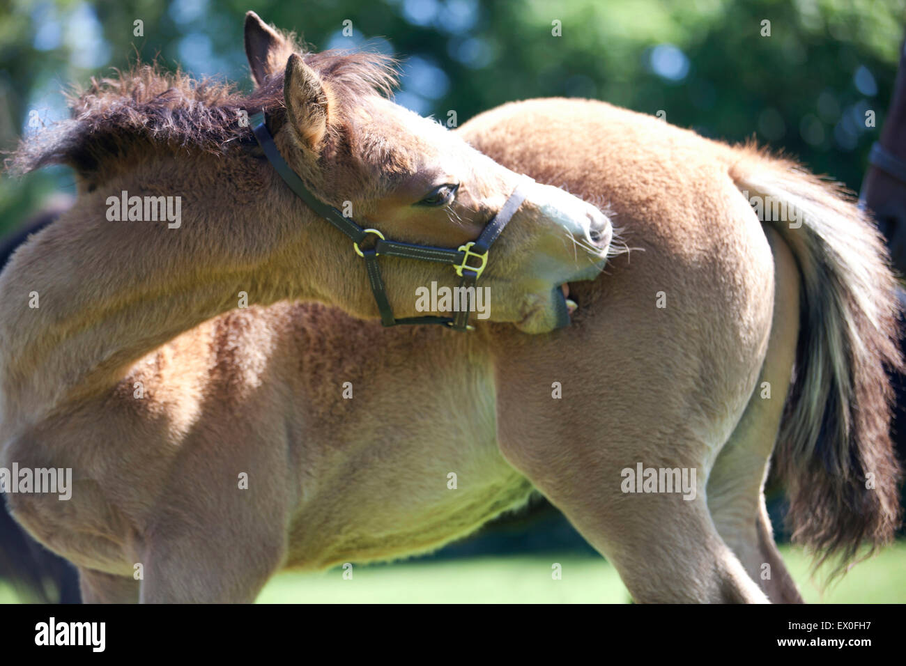A Thoroughbred foal scratching an itch Stock Photo - Alamy