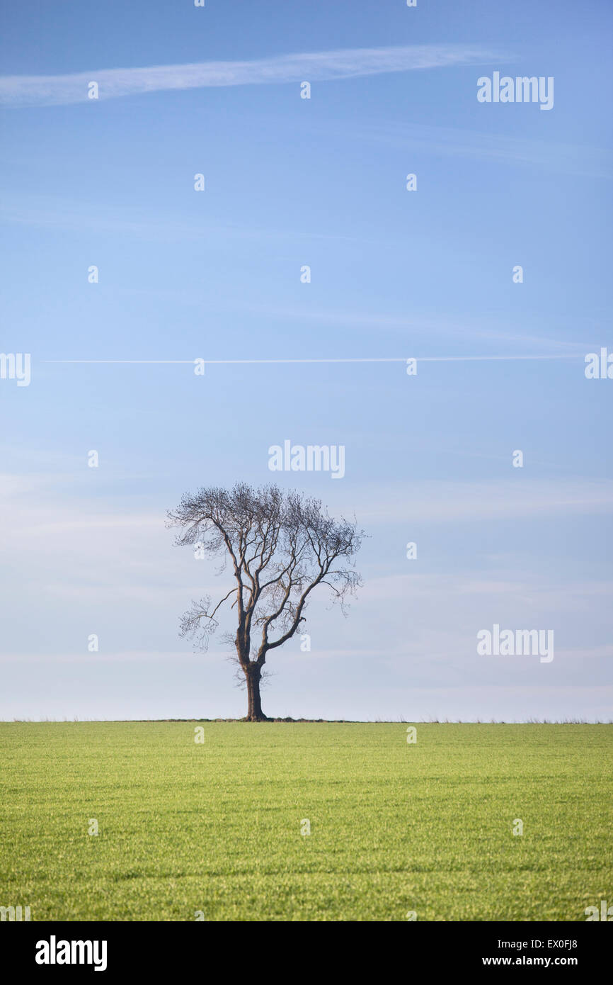 Lone tree in countryside under summer blue sky in the Yorkshire Wolds ...