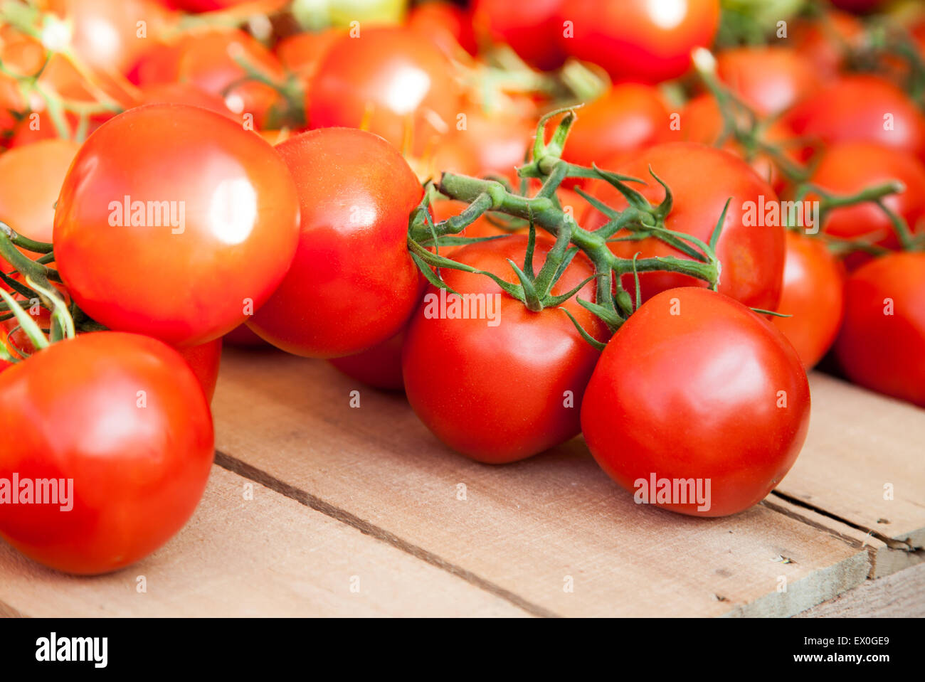Crop tomatoes hi-res stock photography and images - Alamy