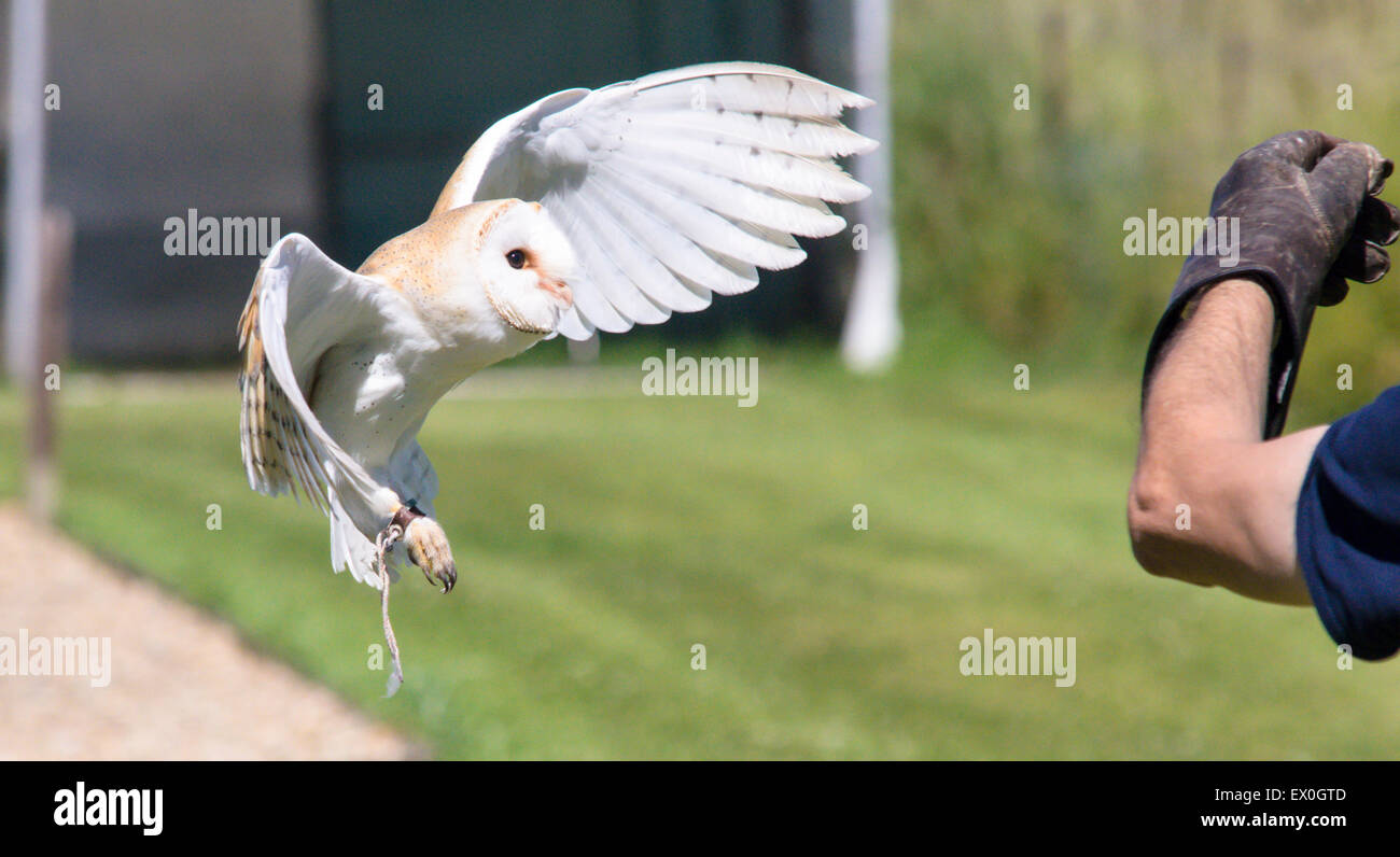 Domesticated Barn Owl in flight Stock Photo - Alamy