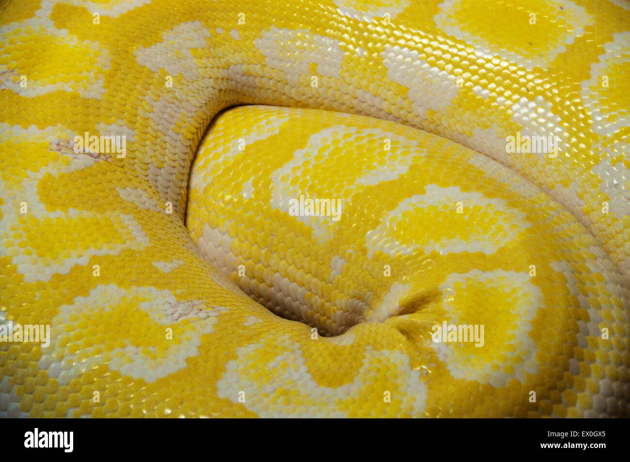 Close up of snake skin Stock Photo - Alamy