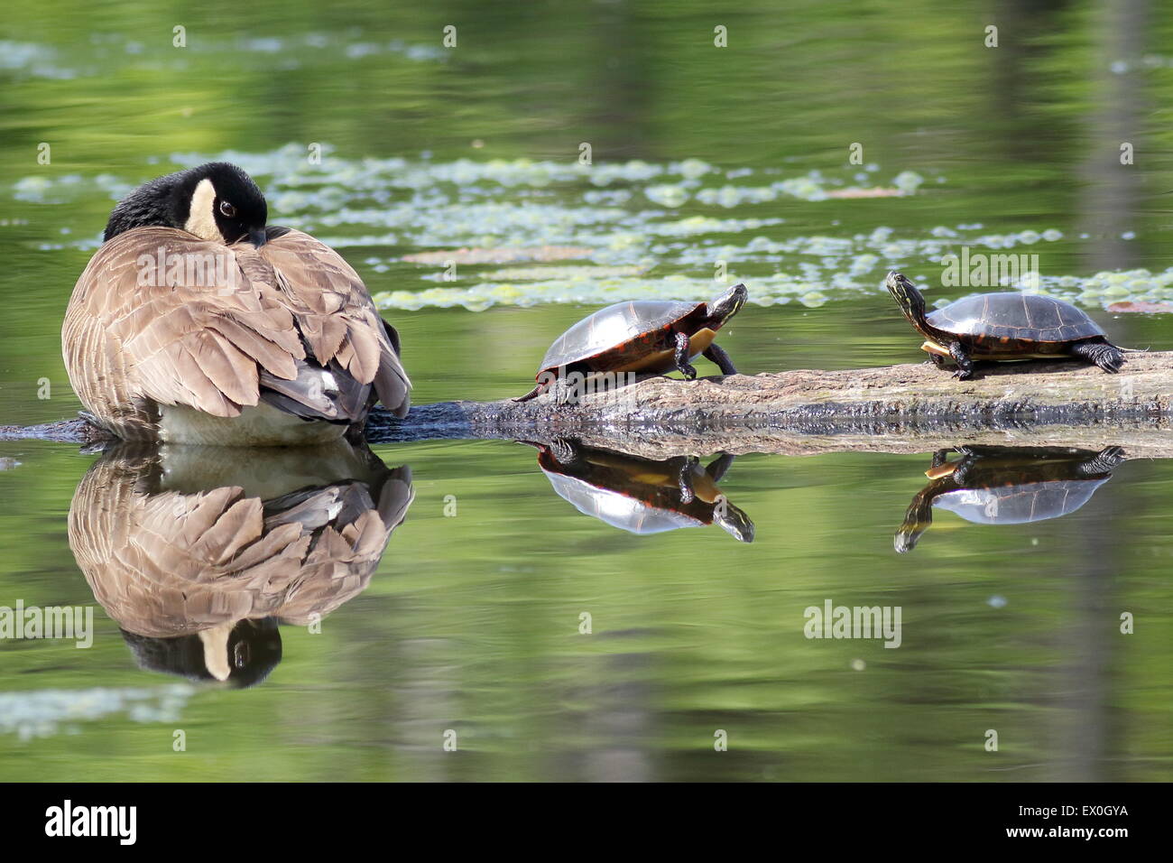 Lake reflecting the image of the Canada Goose and turtles Stock Photo ...