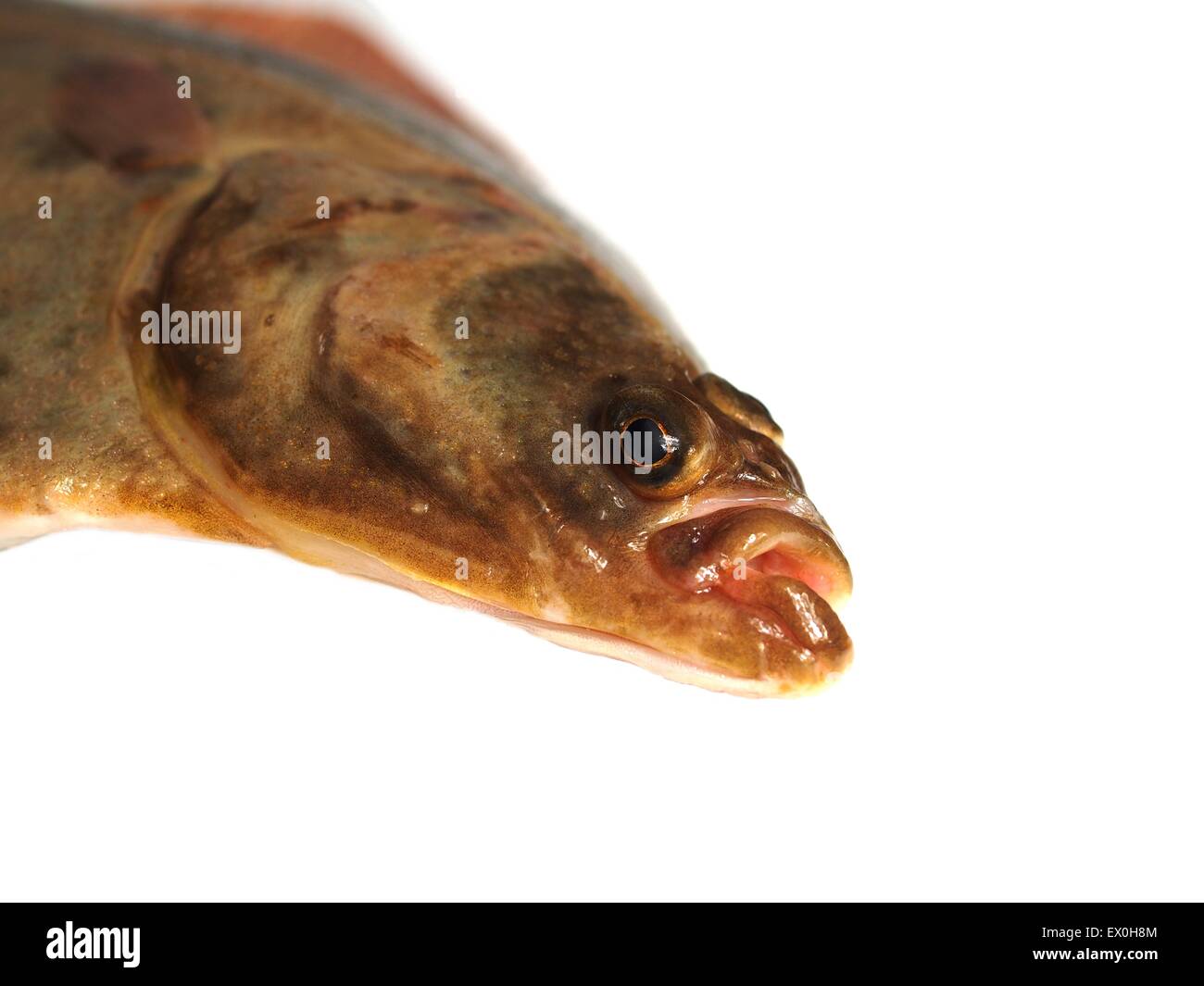 big fish flounder on white background Stock Photo - Alamy
