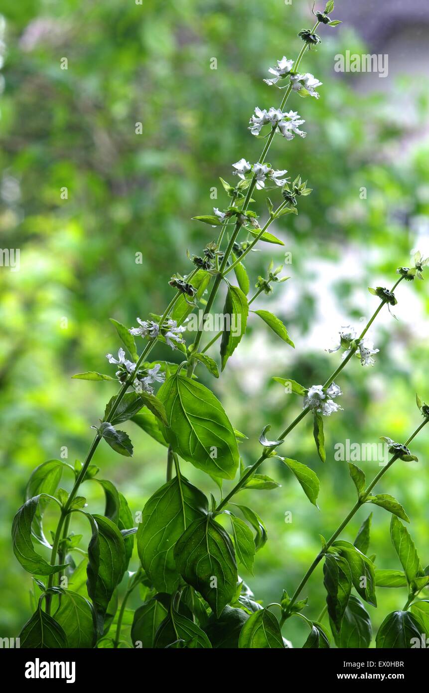 green fresh basil with flower on plants background Stock Photo - Alamy