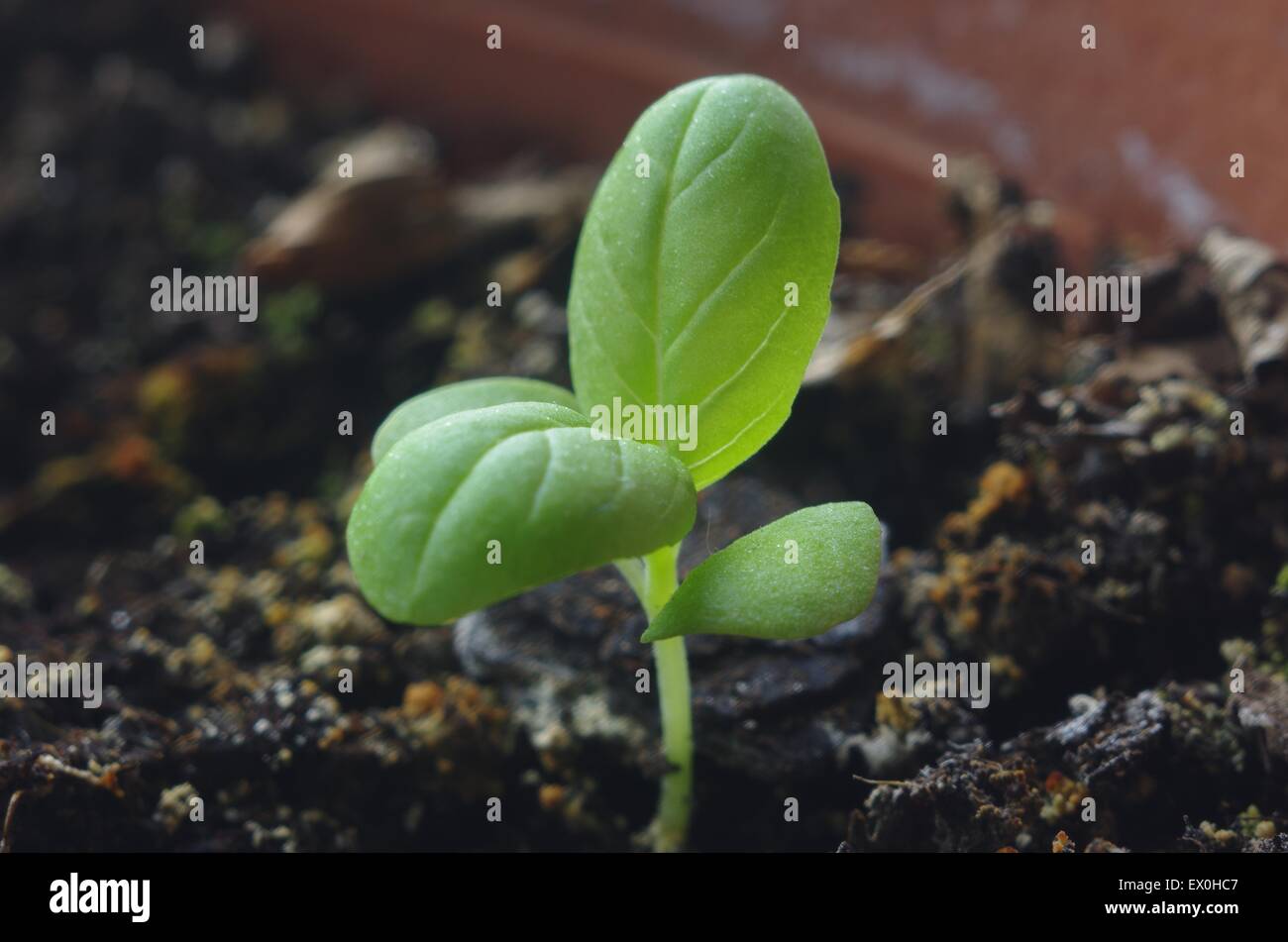 Pot basil in kitchen hi-res stock photography and images - Alamy