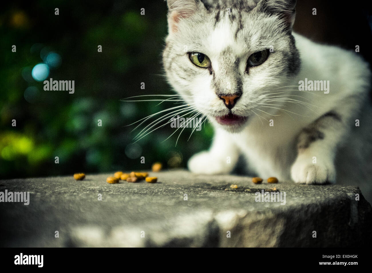 Stray cat eating food near the Marjan Hill Stock Photo - Alamy