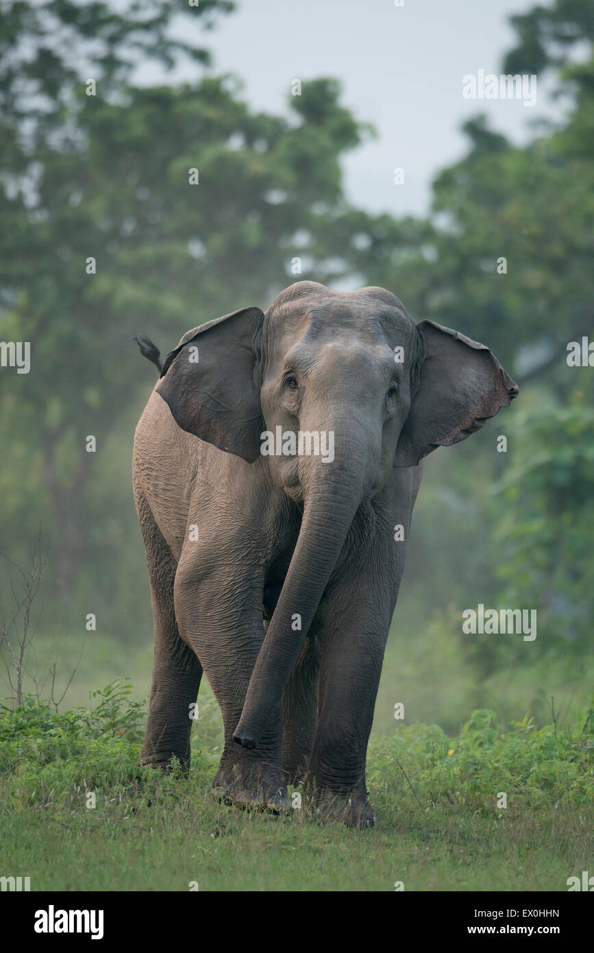 angry lady elephant Stock Photo - Alamy