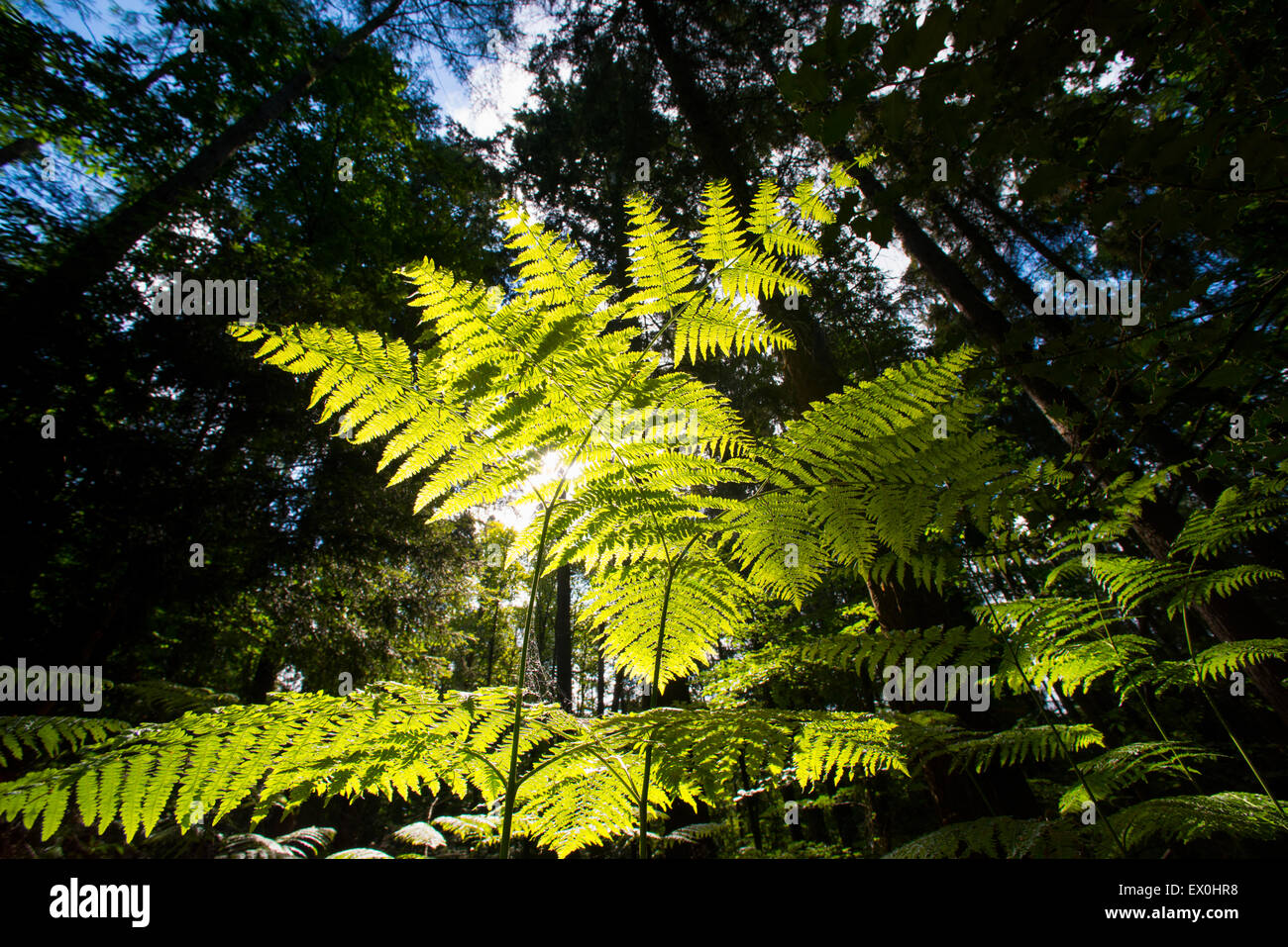 English woodland ferns hi-res stock photography and images - Alamy