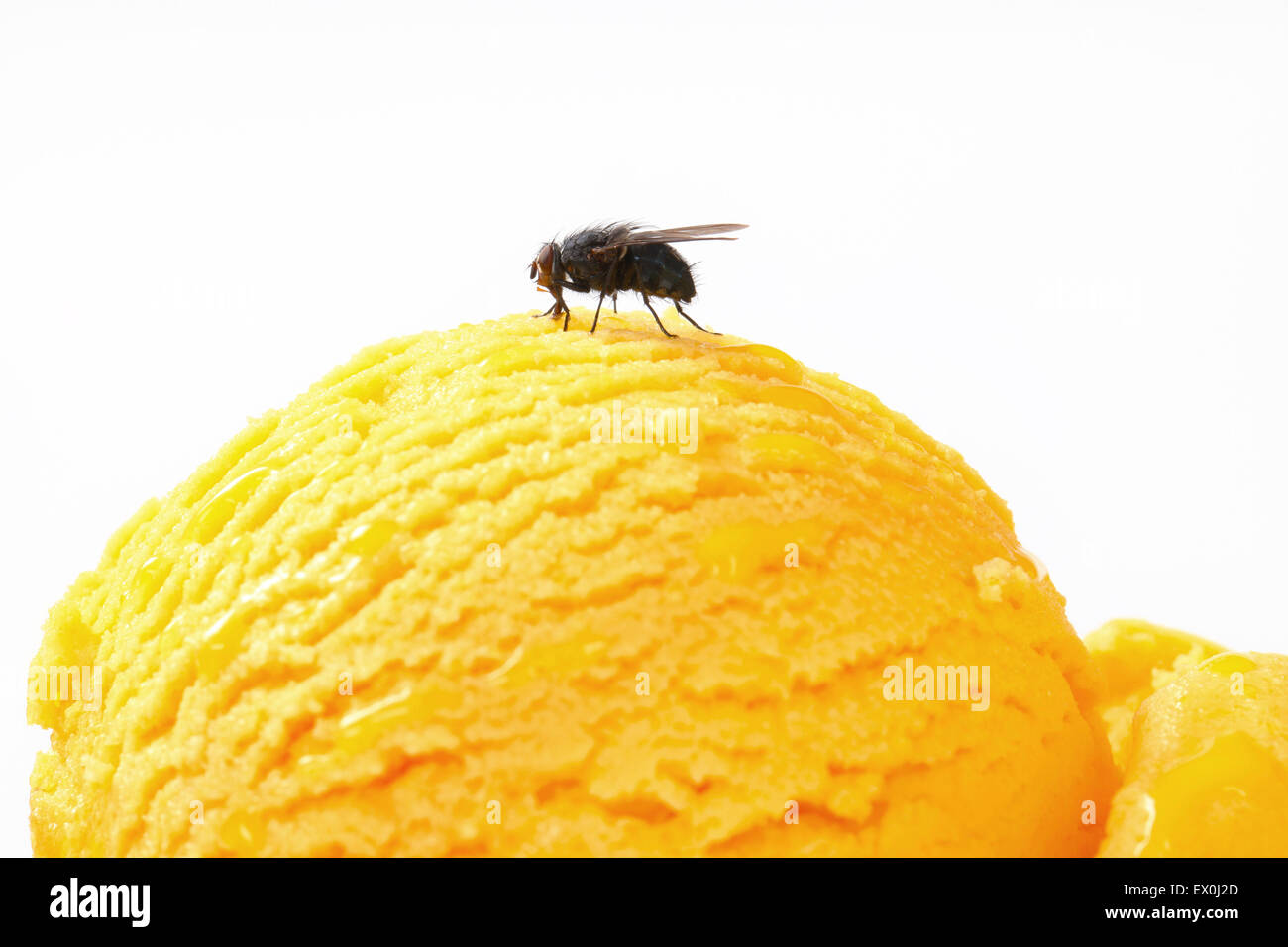 Mango fly hi-res stock photography and images - Alamy