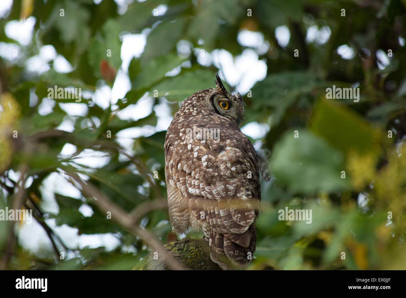 South African Spotted Eagle Owl looks over its shoulder while sitting ...
