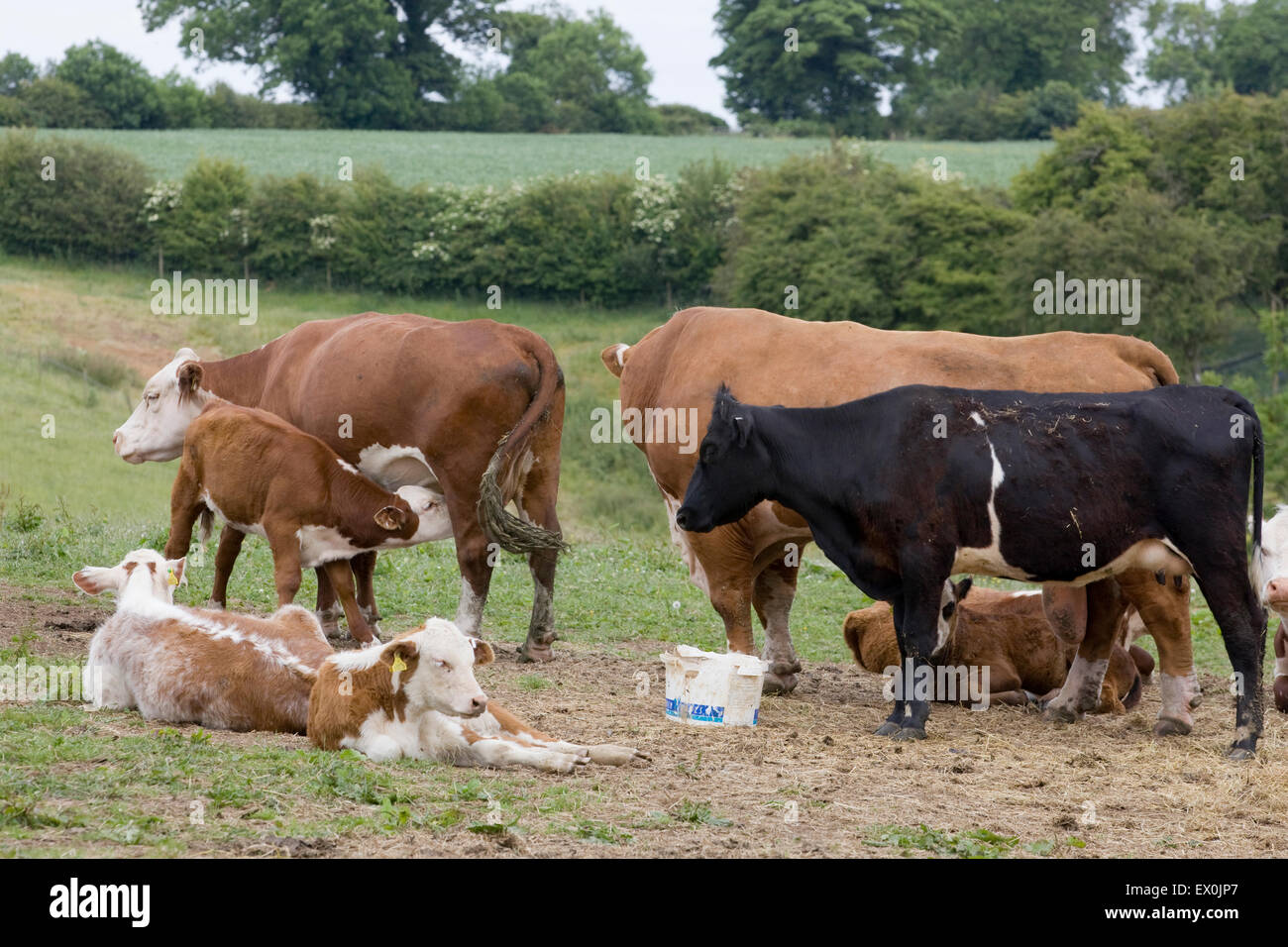 Calf drinking milk from his mother in a field Stock Photo - Alamy