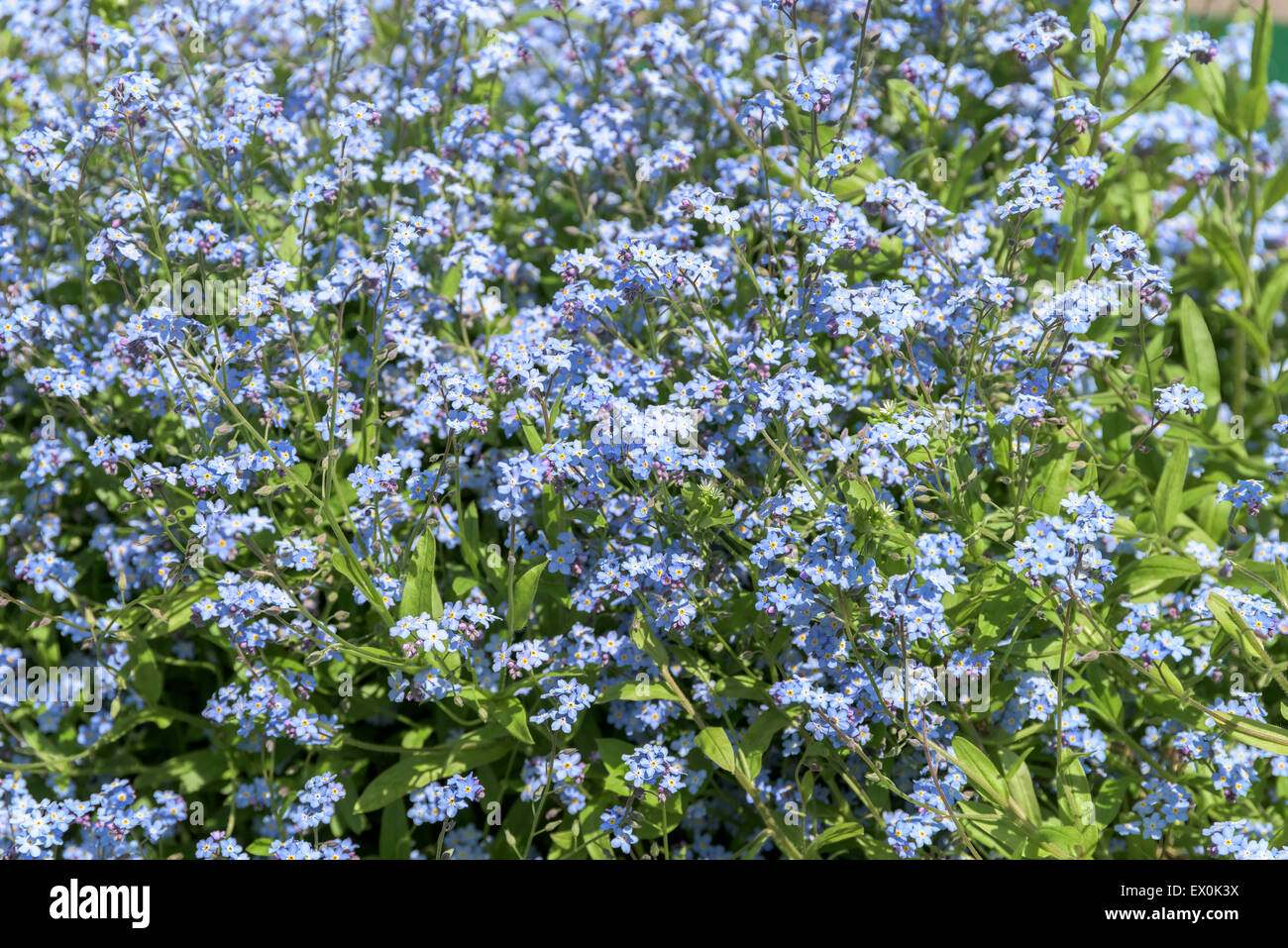 Forget-Me-Not Blue Flowers In Spring Closeup Stock Photo - Alamy