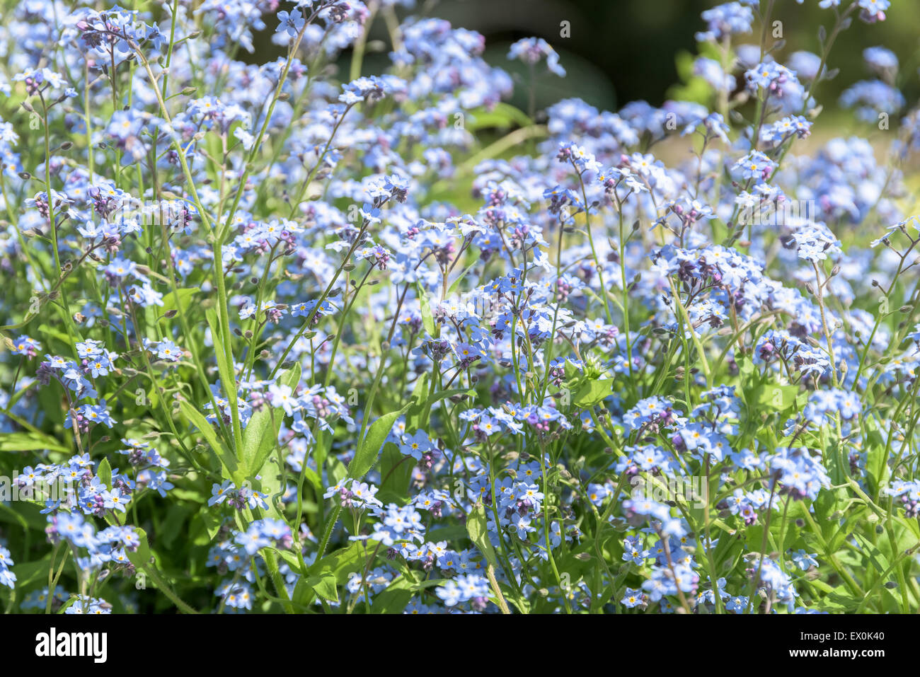 Blue flowers in spring hi-res stock photography and images - Alamy