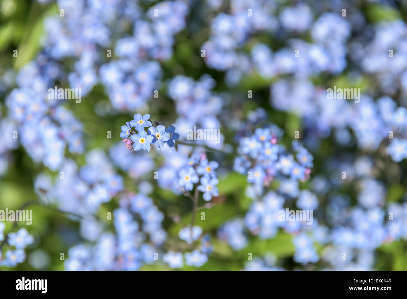 Forget-Me-Not Blue Flowers In Spring Closeup Stock Photo - Alamy