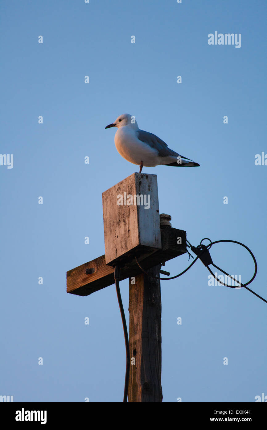 Telephone lines on roof hi-res stock photography and images - Alamy