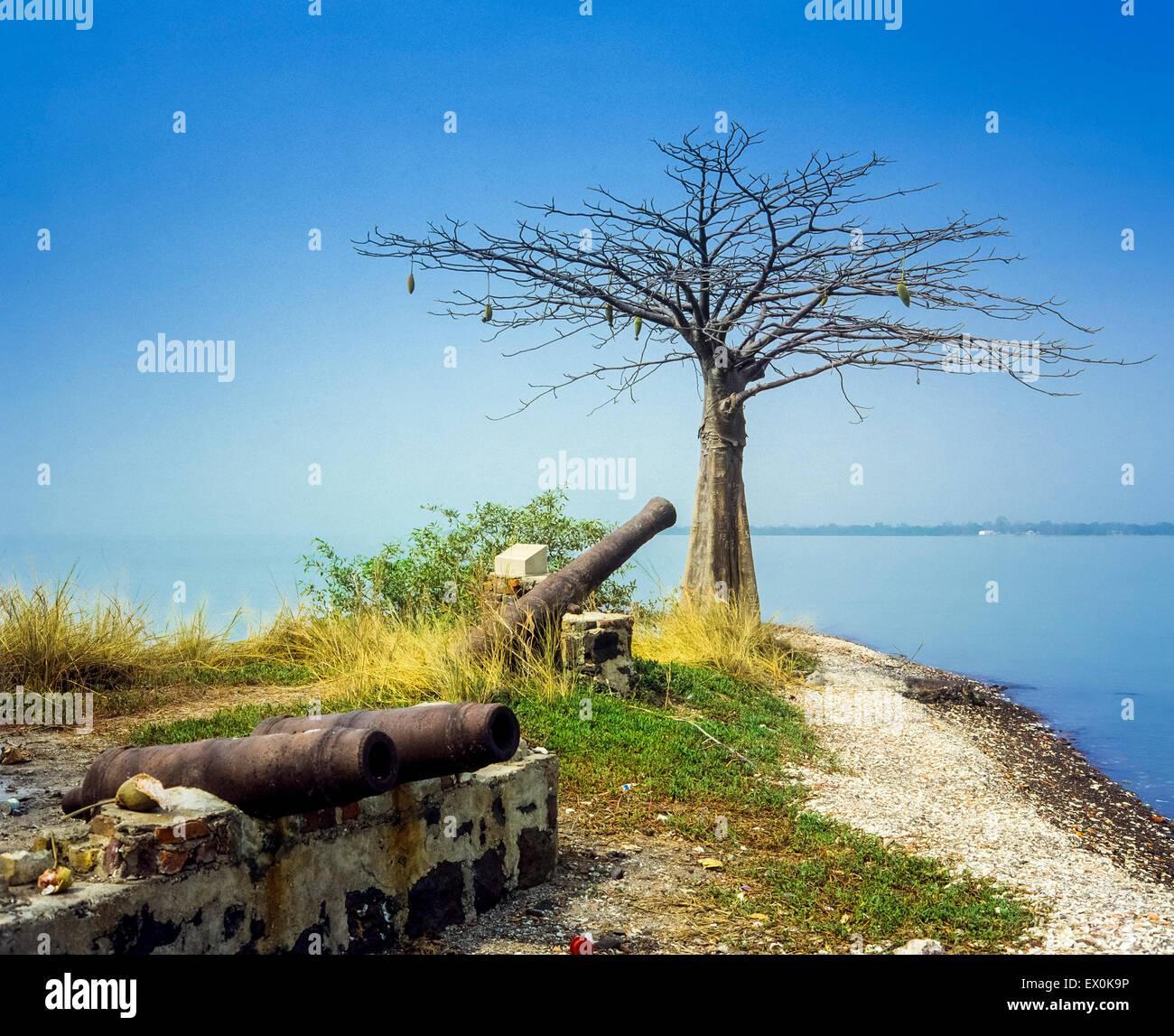 Baobab tree , ancient cannons, artillery guns, Fort James remains ...