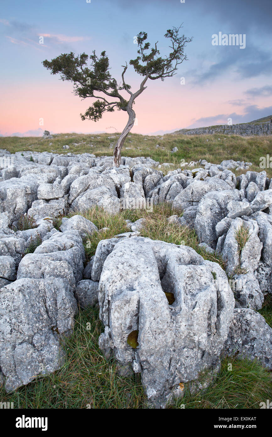 Hawthorn Tree growing between Limestone at Twisleton Scar above ...