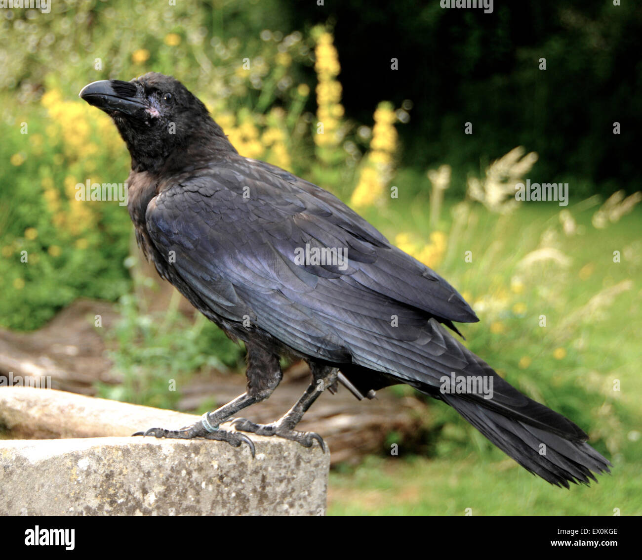 Raven intelligent bird hi-res stock photography and images - Alamy