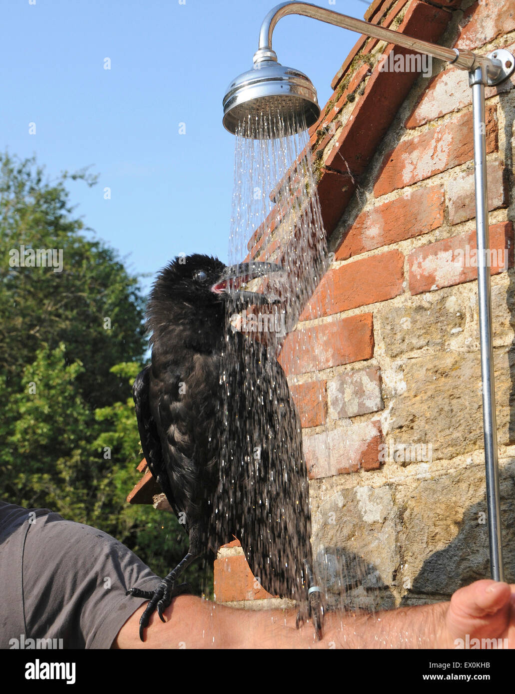 Cooling off in the July heatwave is 'Cronk' - the pet raven (Corvus ...